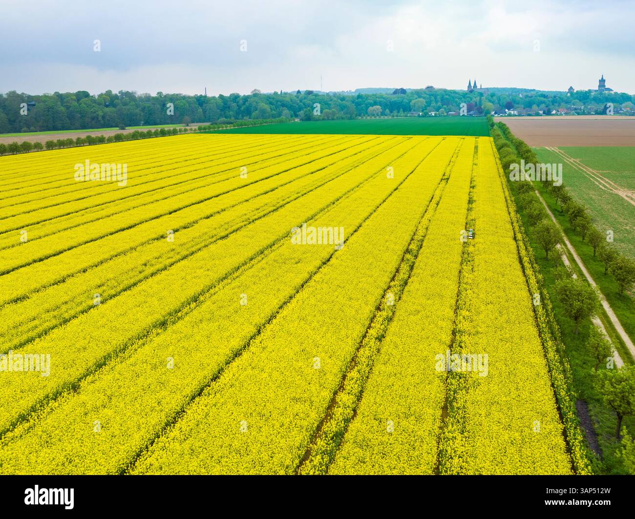Aerial view of rapeseed field and unpaved road in front of city Kleve ...