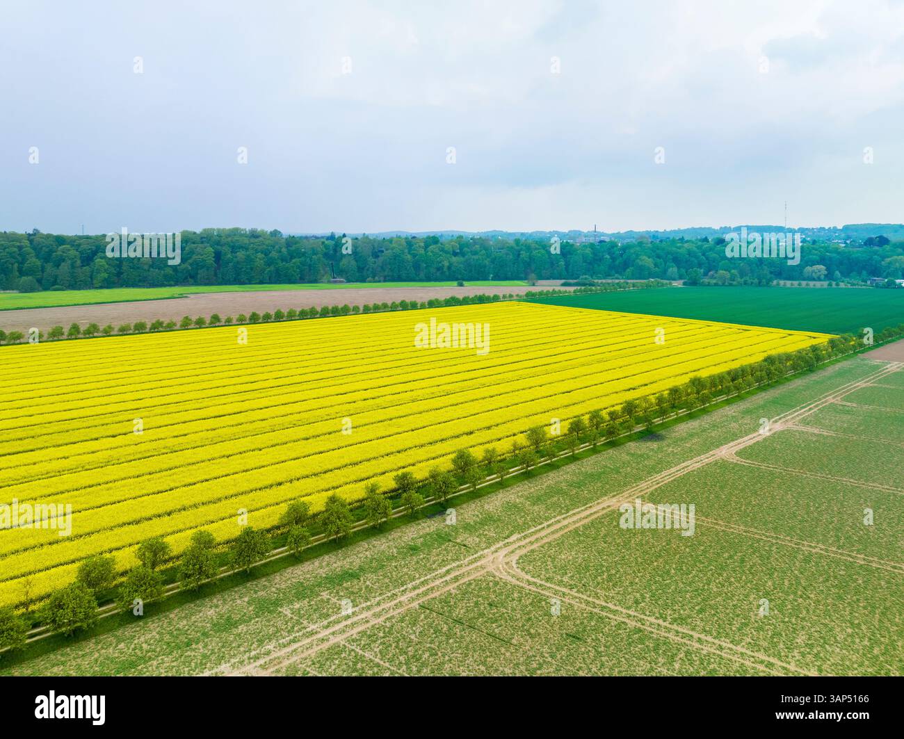 Aerial view of rapeseed field, cropland and road with trees, Kleve ...