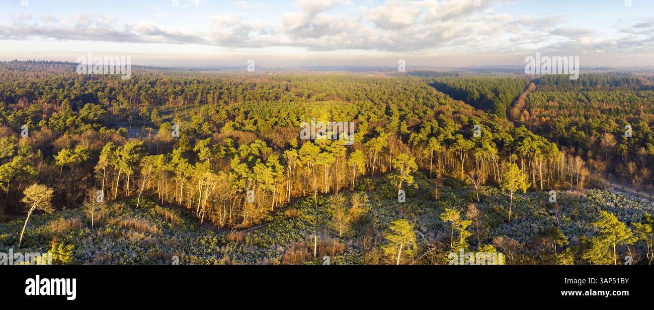 Aerial panorama of mixed forest and open field with frost during winter ...