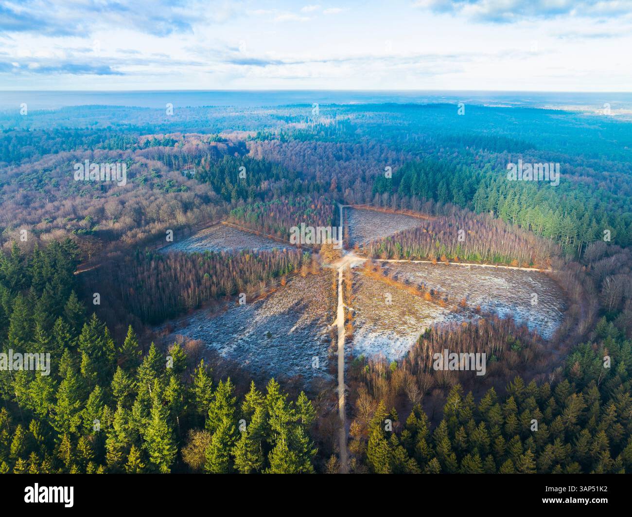 Aerial view of circle park with walking paths leading to oak tree De ...