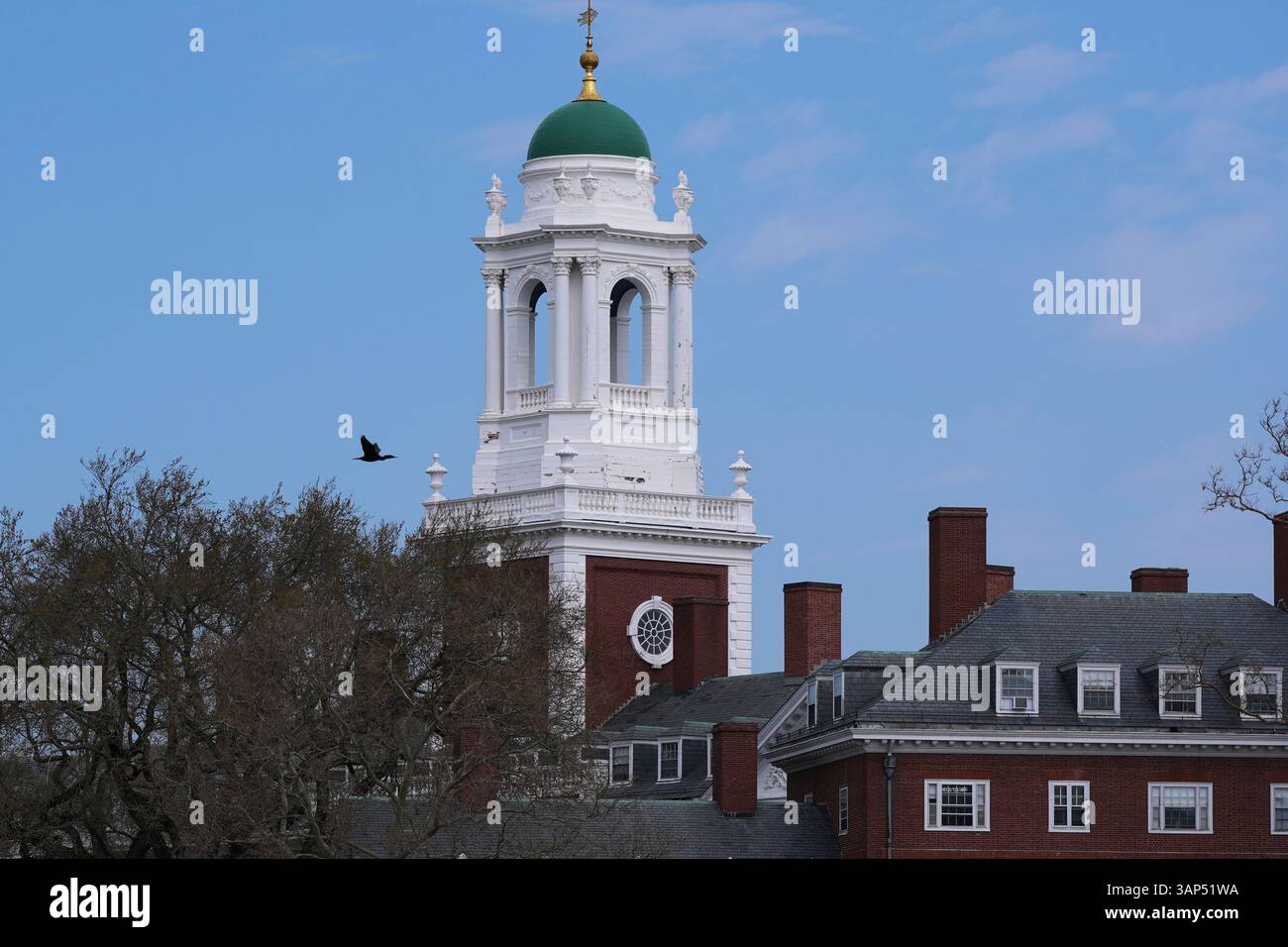 A bird flies past the bell tower of Eliot House at Harvard University ...