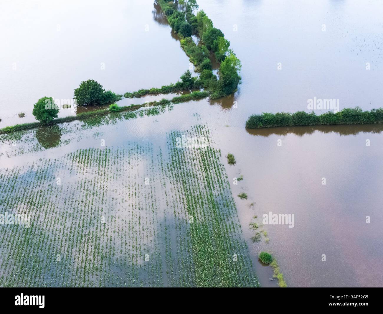 Abstract aerial view of flooded farmland with corn and reflection of ...