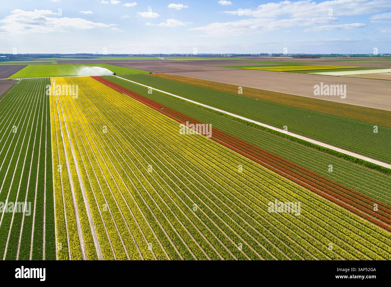 Aerial view of tulip fields being sprayed with water, Flevoland ...