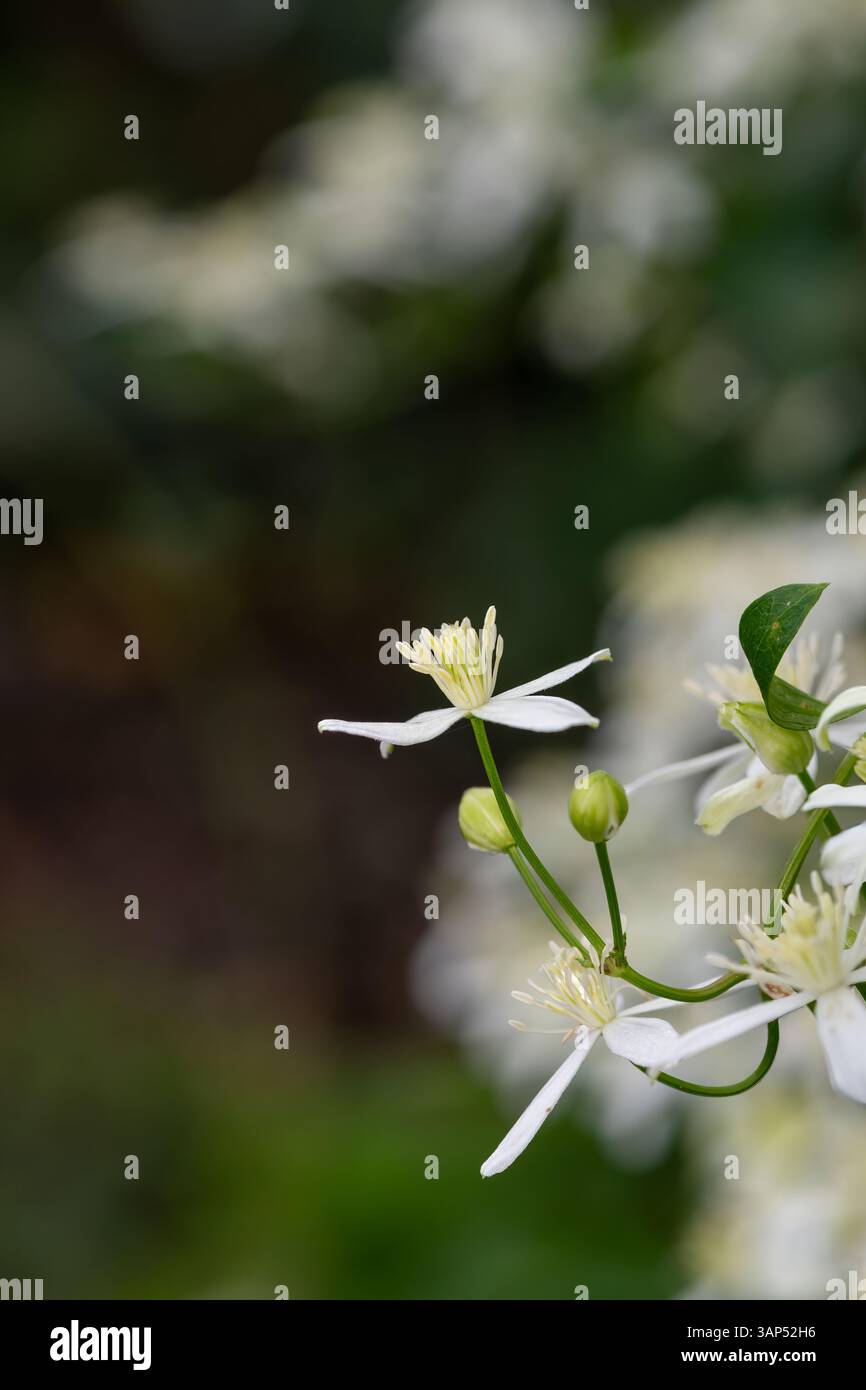 Close up of sweet autumn clematis (clematis terniflora) flowers in ...