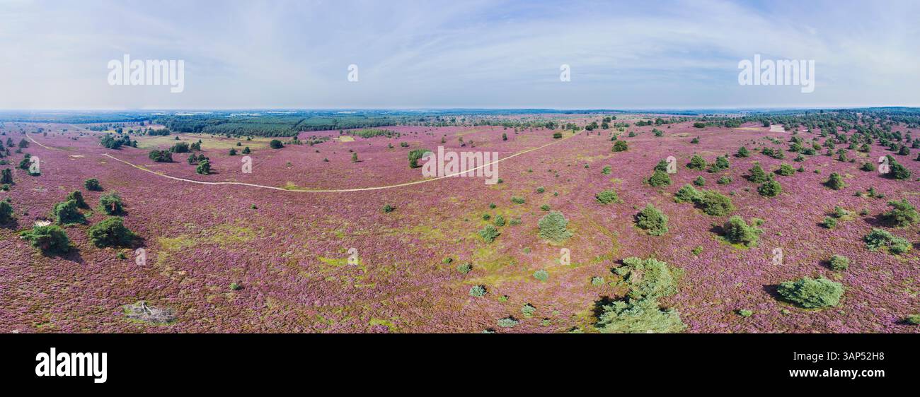 Aerial 240 degrees panorama of flowering heather field with walking ...