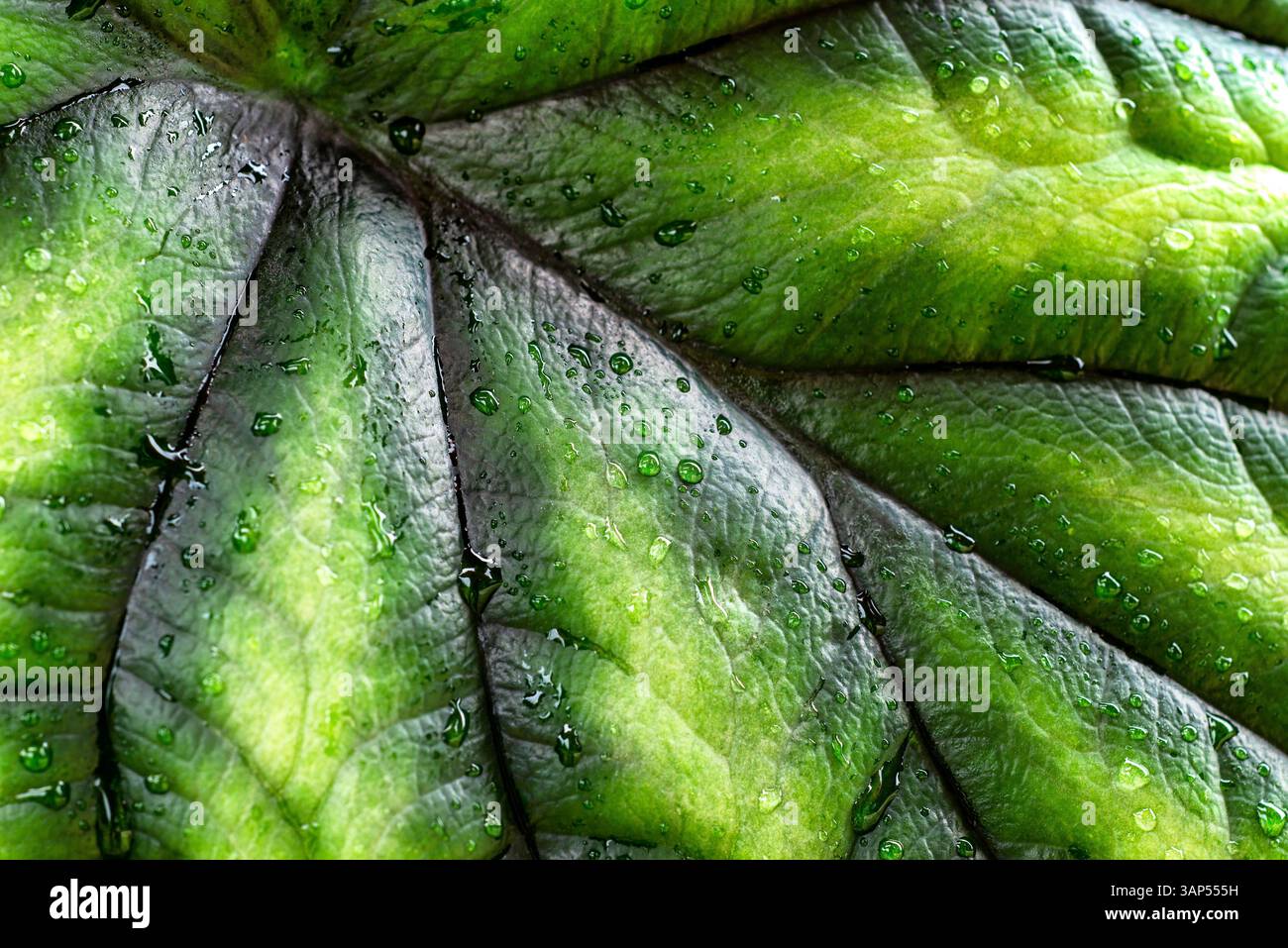 Leathery Alocasia baginda leaf with dragon scale texture Stock Photo ...
