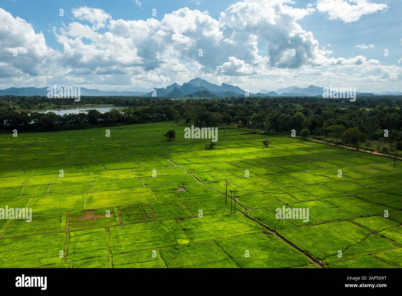 Aerial view of rice paddy field in rural countryside area in Sigiriya ...