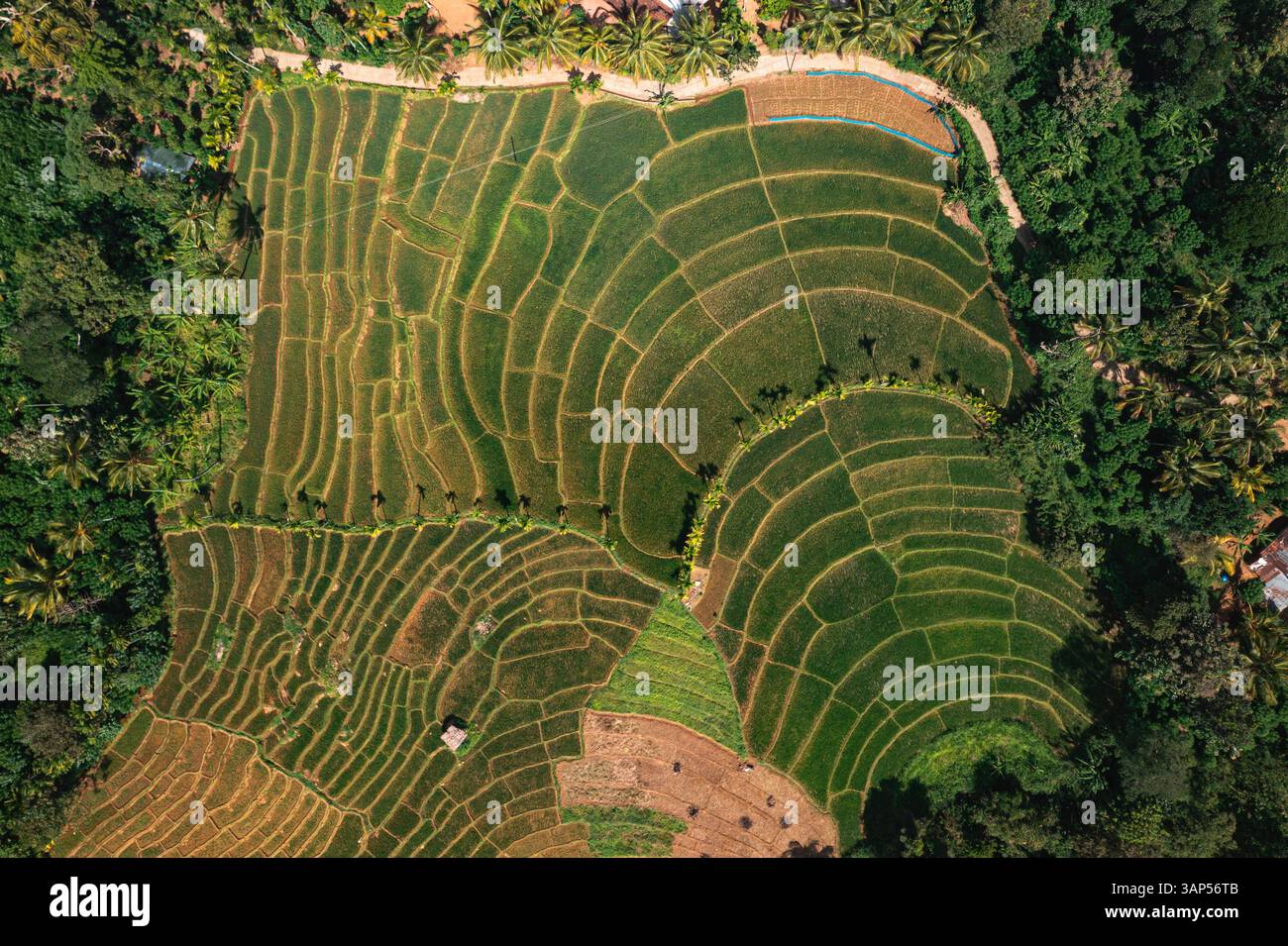 Aerial top down view of paddy rice fields in rural village in Badulla ...