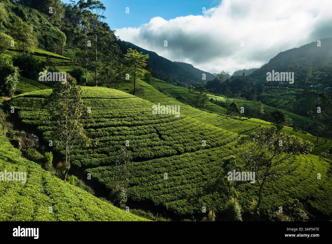 Aerial view of green tea plantation in mountain valley, Nuwara Eliya ...