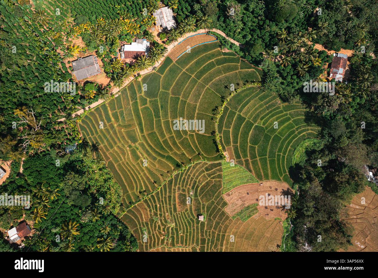 Aerial top down view of paddy rice fields in rural village in Badulla ...