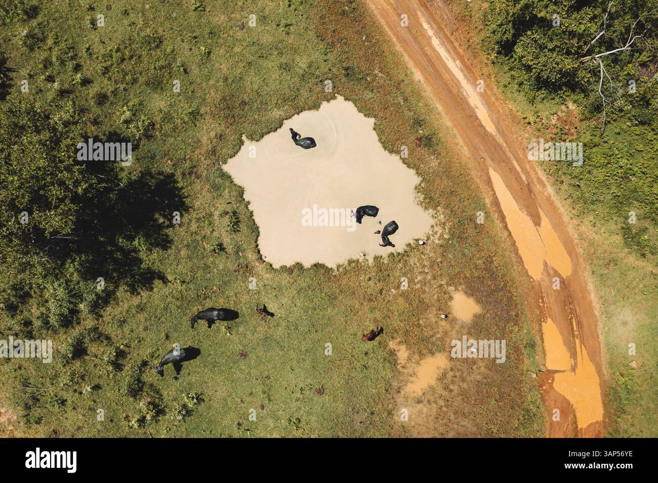 Aerial top down view of water buffalos having a bath in mud swamp in ...