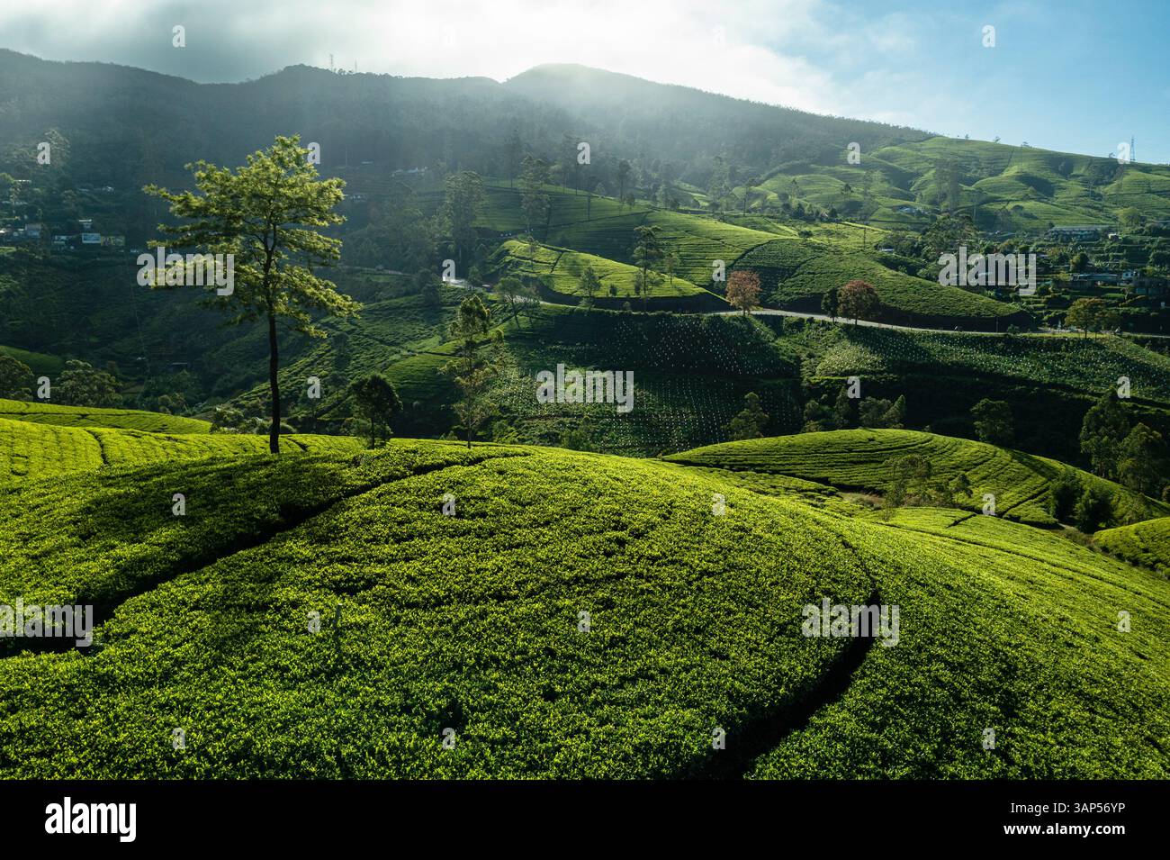 Aerial view of green tea plantation landscape in mountains valley ...