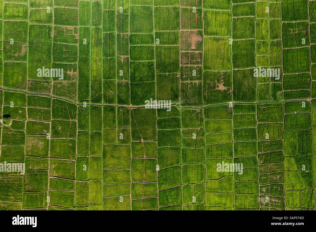 Aerial top down view of green rice paddy field pattern in Sigiriya, Sri ...