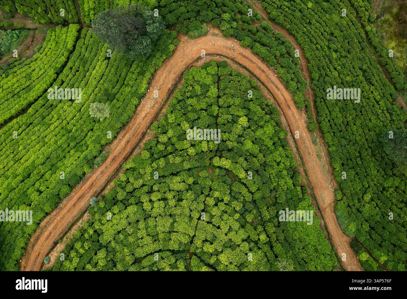 Aerial top down view of tea plants pattern in plantation near Nuwara ...