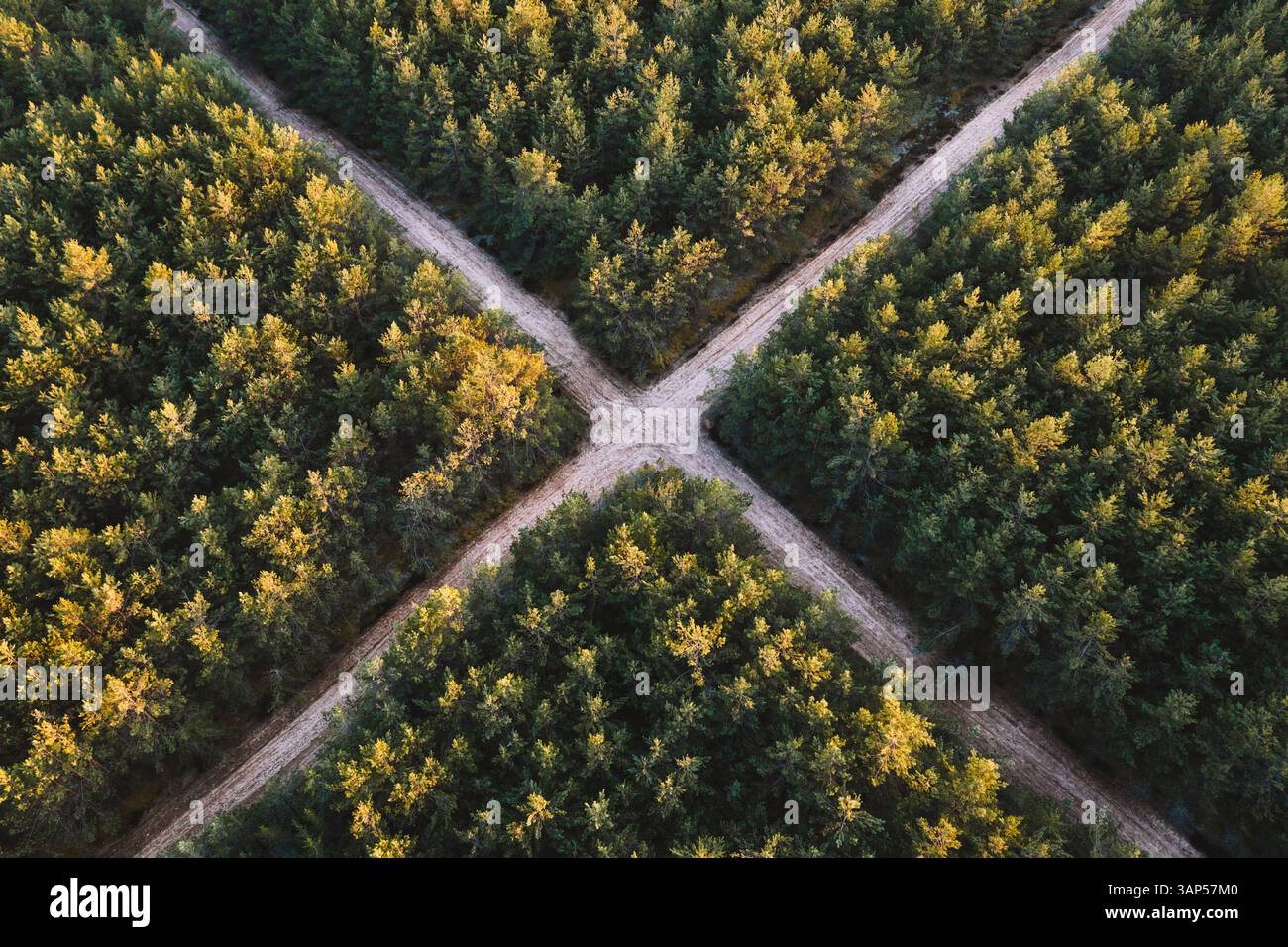 Aerial view of sandy pathways crossroad in the middle of the forest in ...