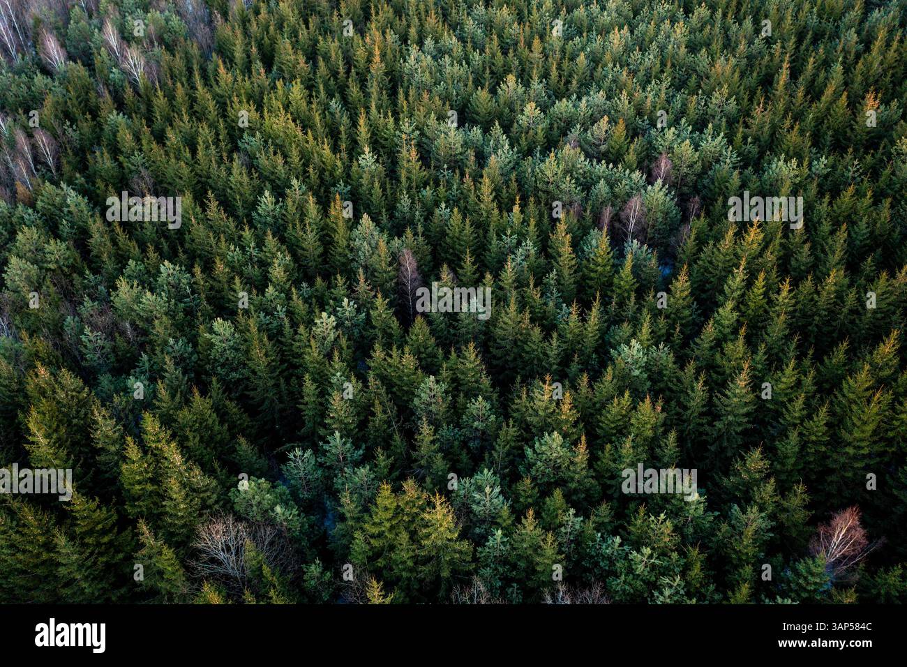 Aerial young forest sunset hi-res stock photography and images - Alamy