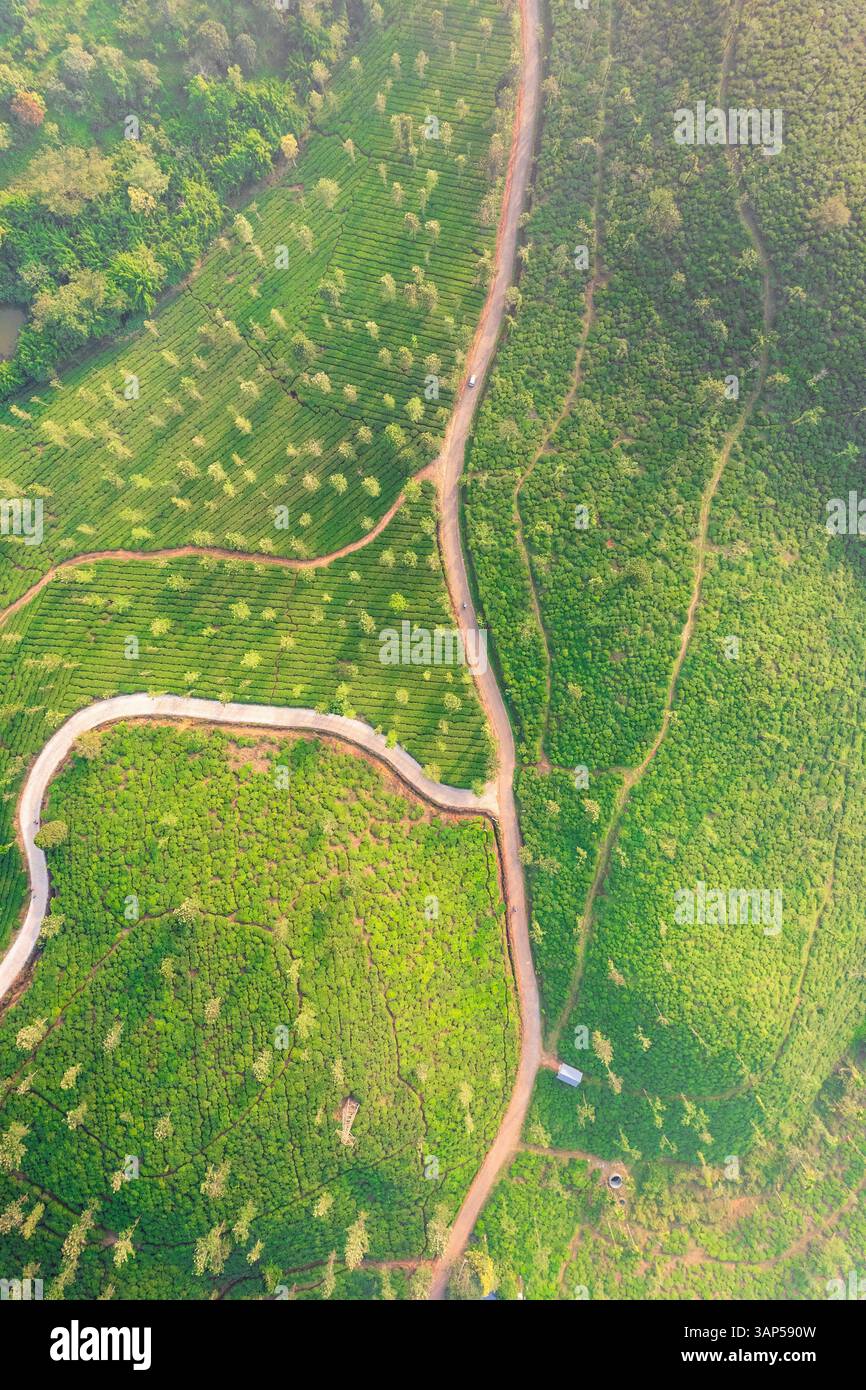 Aerial view of Kerala Tea Plantation Green, Waynad, Kerala, India Stock ...