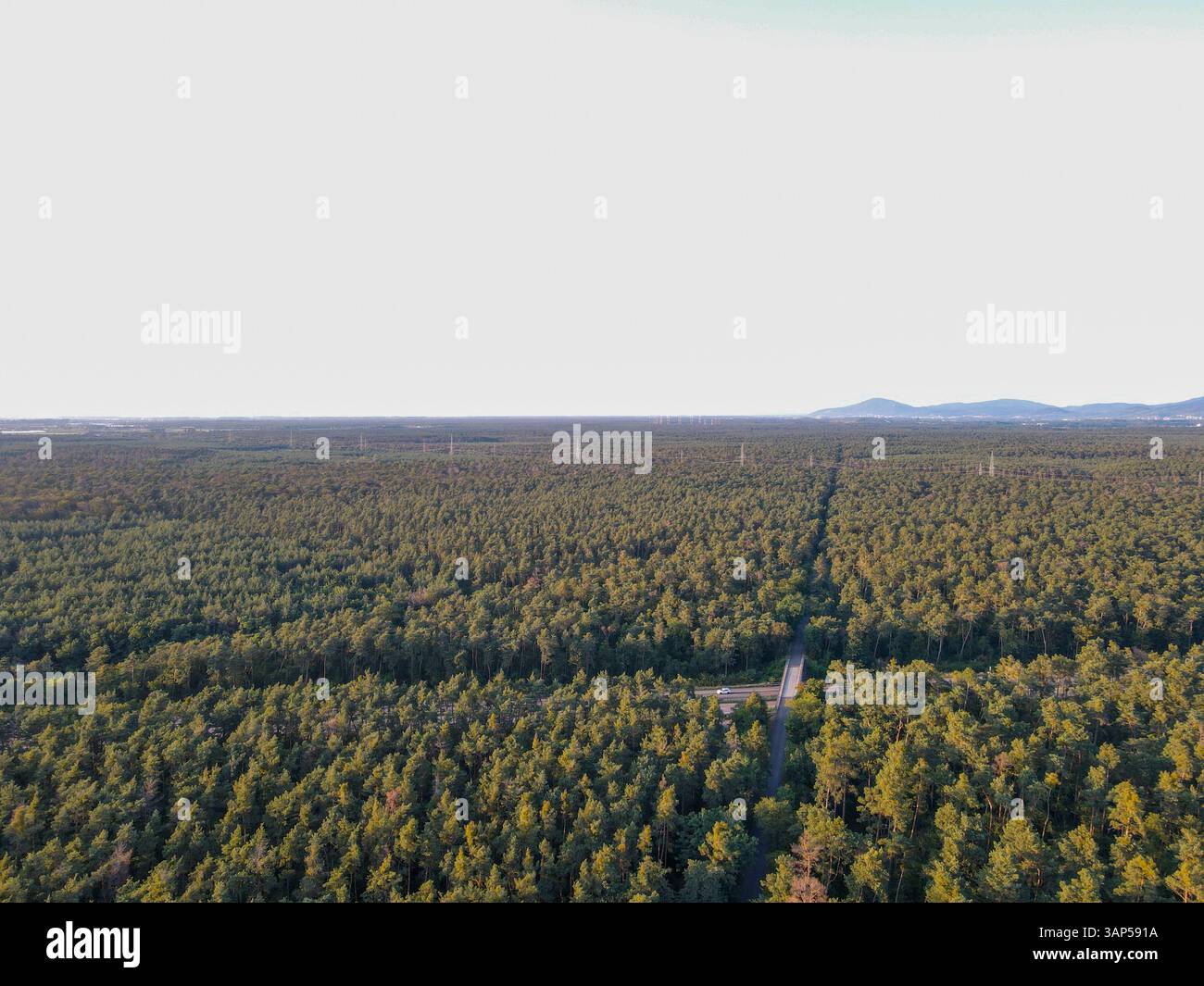 Aerial view of lush green forest with a serene path and distant ...