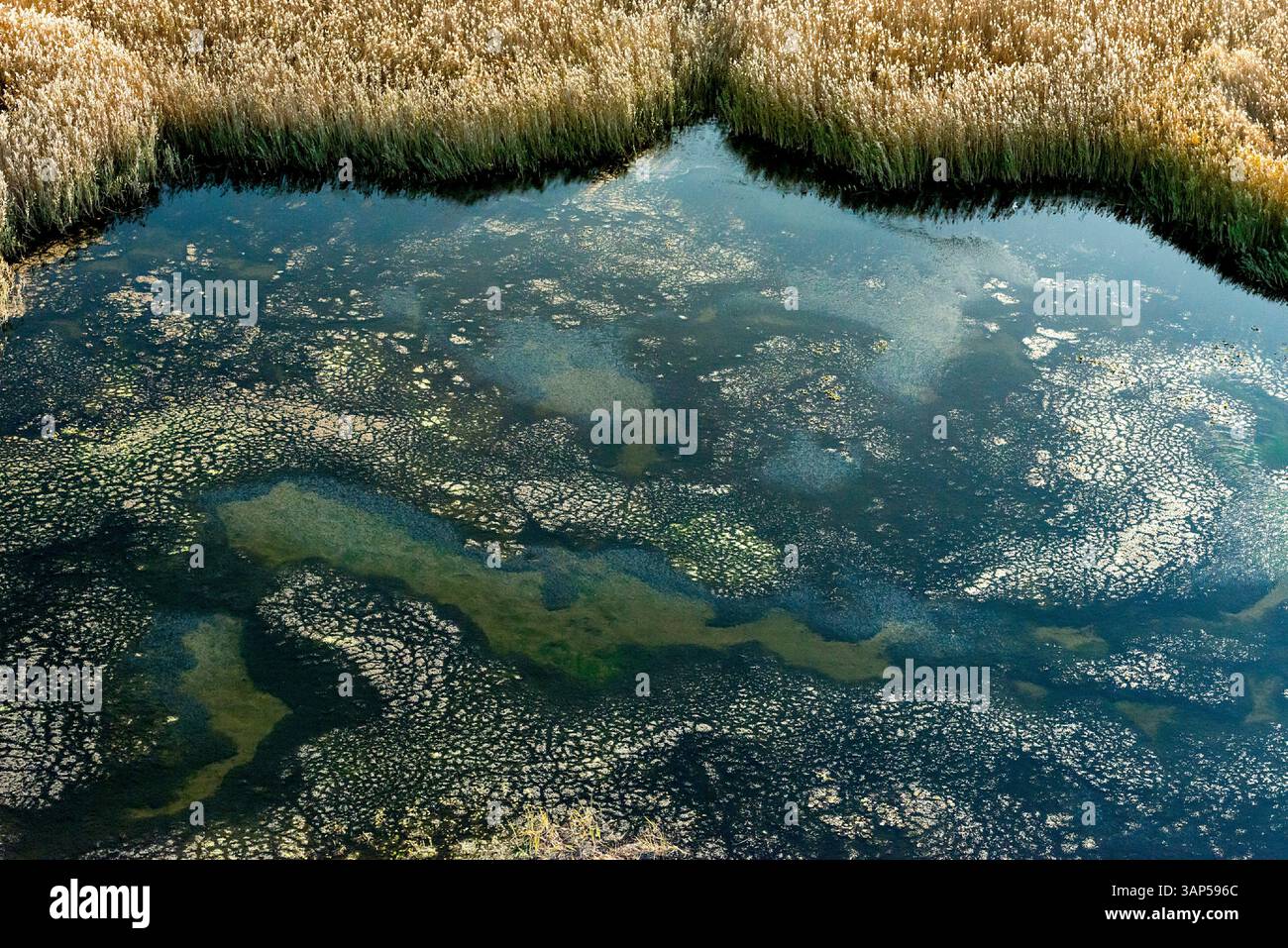 Aerial view of tranquil wetlands with reflective ponds and lush ...