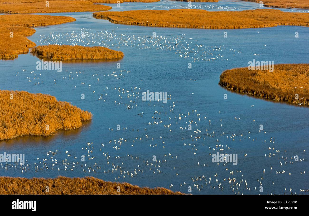 Aerial view of serene wetlands with tranquil water and lush vegetation ...