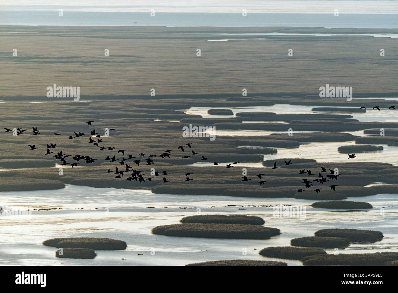 Aerial view of serene wetlands with a flock of birds, Astrakhan Nature ...