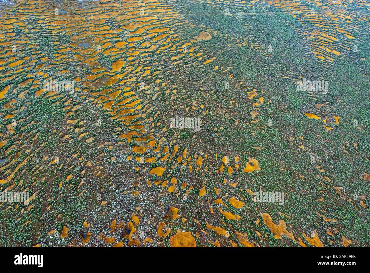 Aerial view of vibrant autumn swamp with beautiful patterns and ...