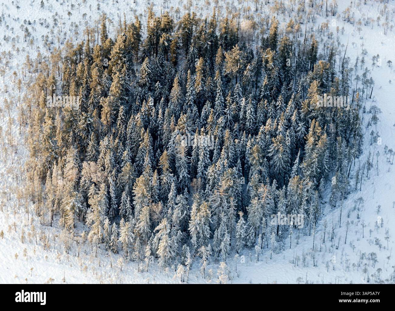 Aerial view of snowy taiga forest with beautiful trees and frozen ...