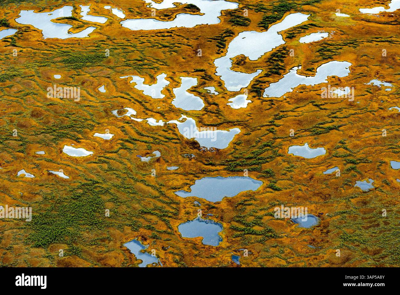 Aerial view of the beautiful Vasyugan Swamp with unusual serpentine ...