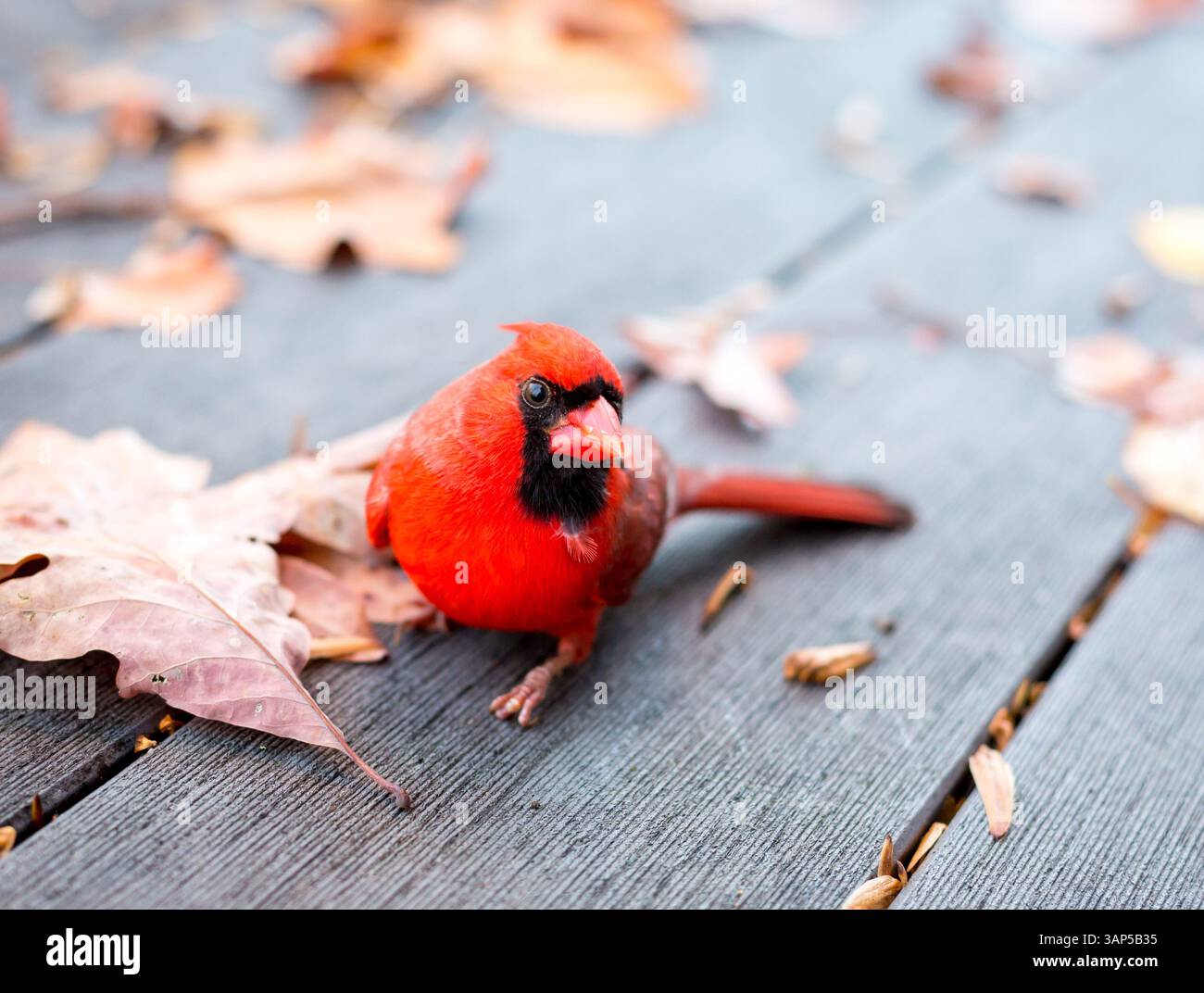 A male Northern Cardinal (Cardinalis cardinalis) stunned after a window ...