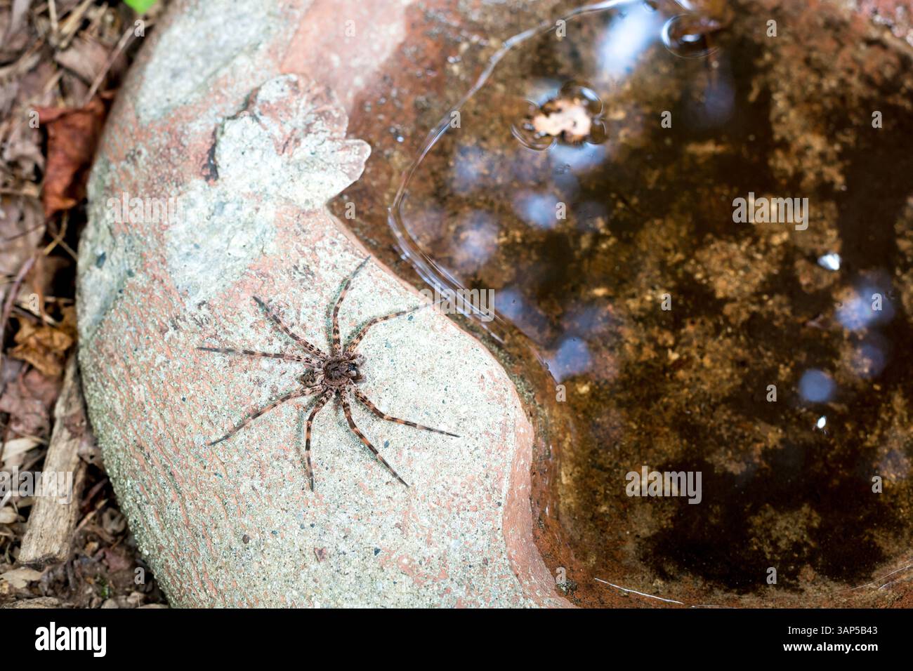 A large Fishing Spider (Dolomedes tenebrosus) sitting by a small pool ...