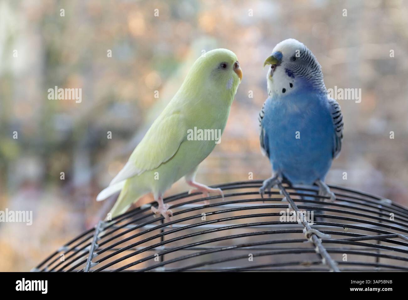 Two beautiful little wavy parrots hi-res stock photography and images ...