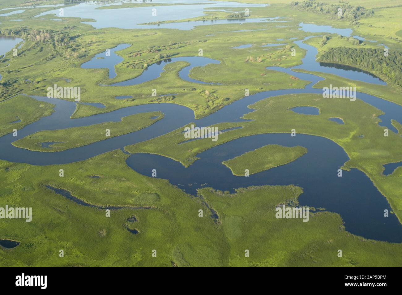 Aerial view of vibrant wetlands and meandering river surrounded by lush ...