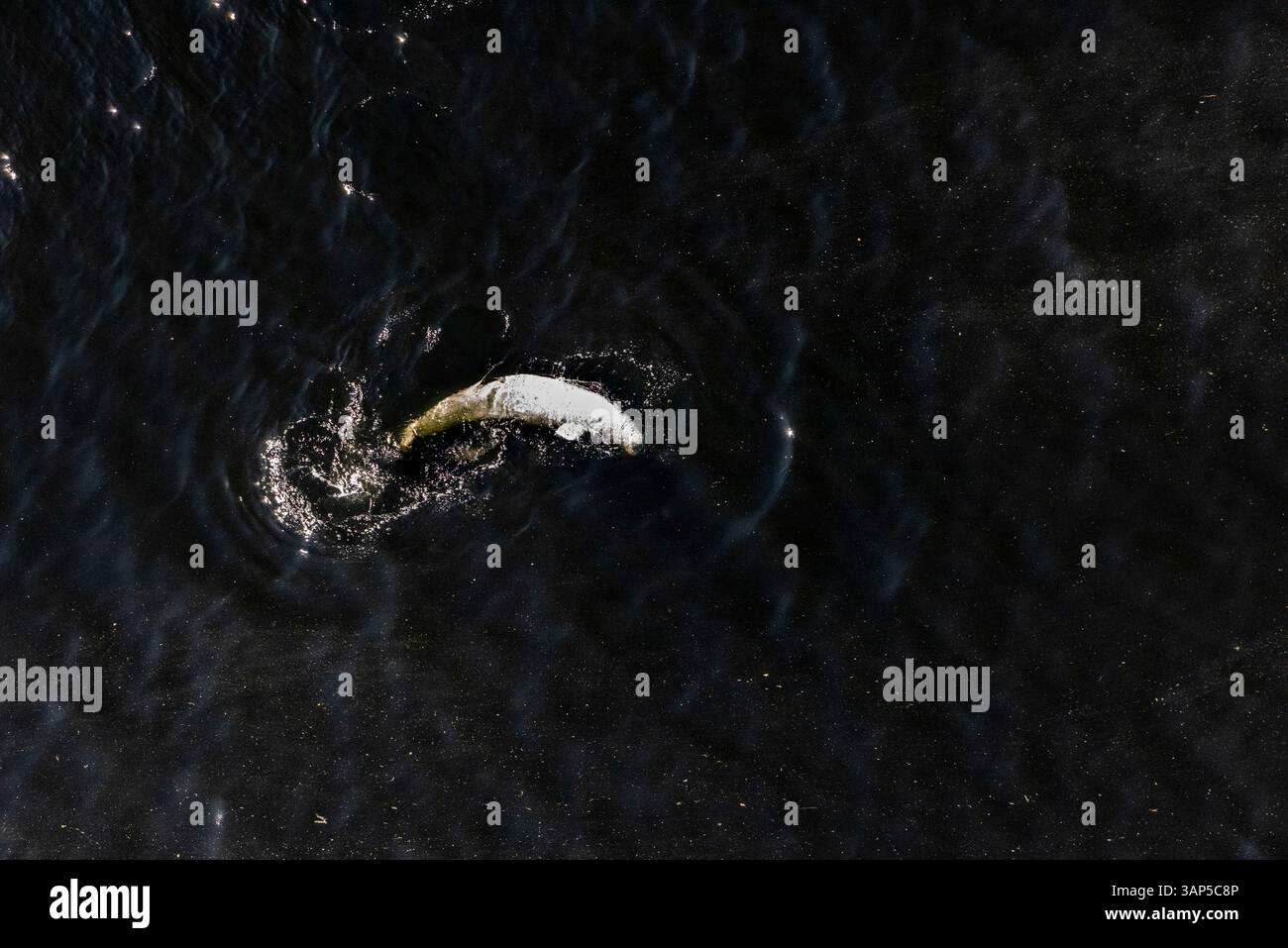 Aerial view tranquil whale hi-res stock photography and images - Alamy