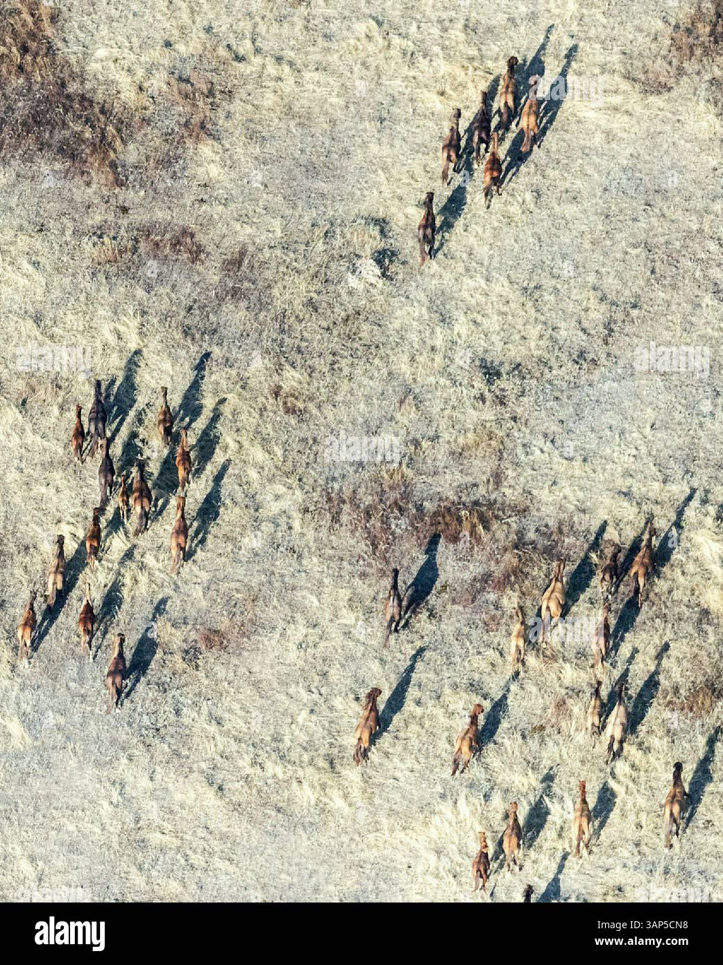 Aerial view of wild horses roaming in a serene landscape with snow ...