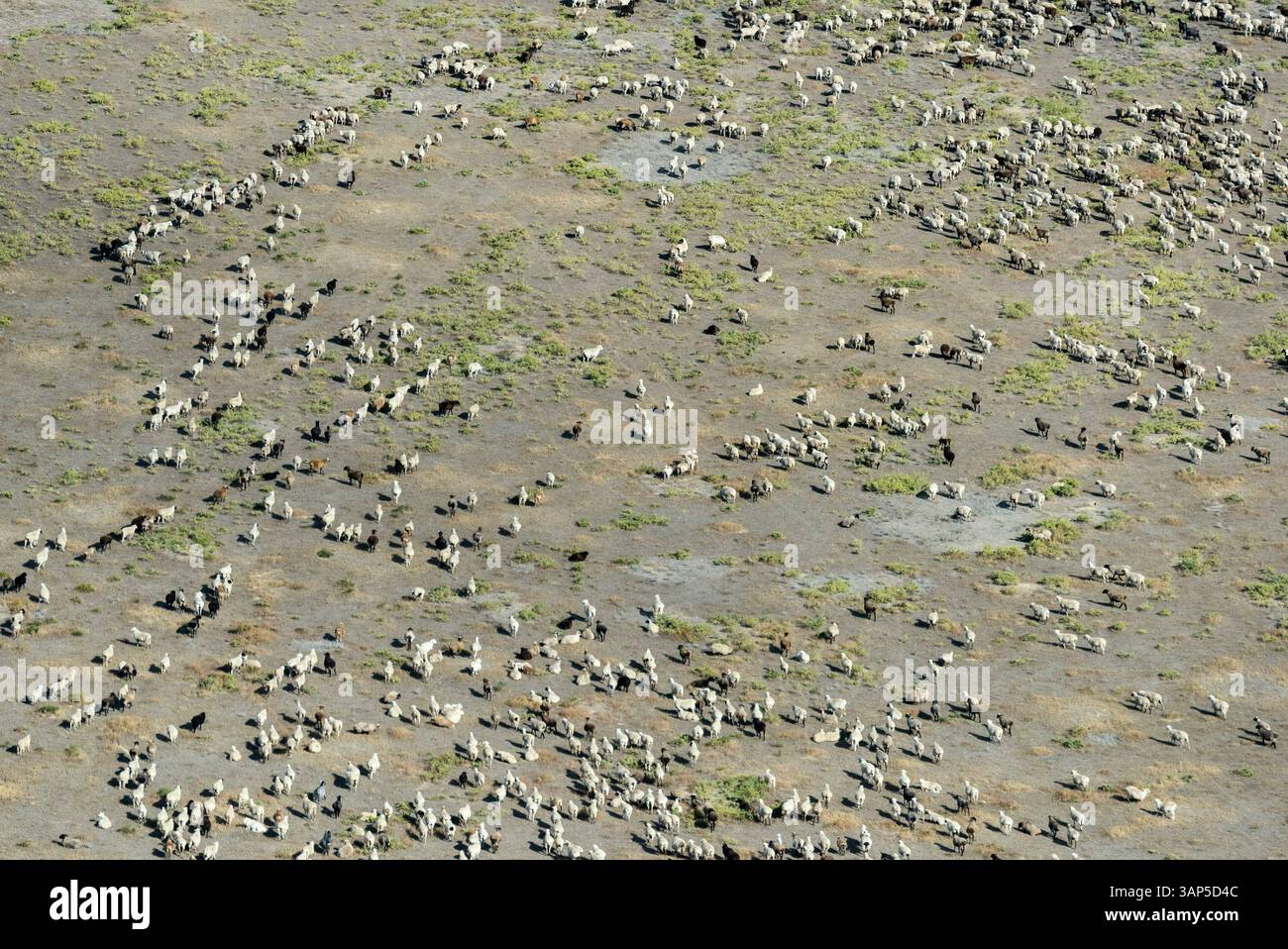 Aerial view of a herd of sheep grazing in the vast steppe, Kalmykia ...