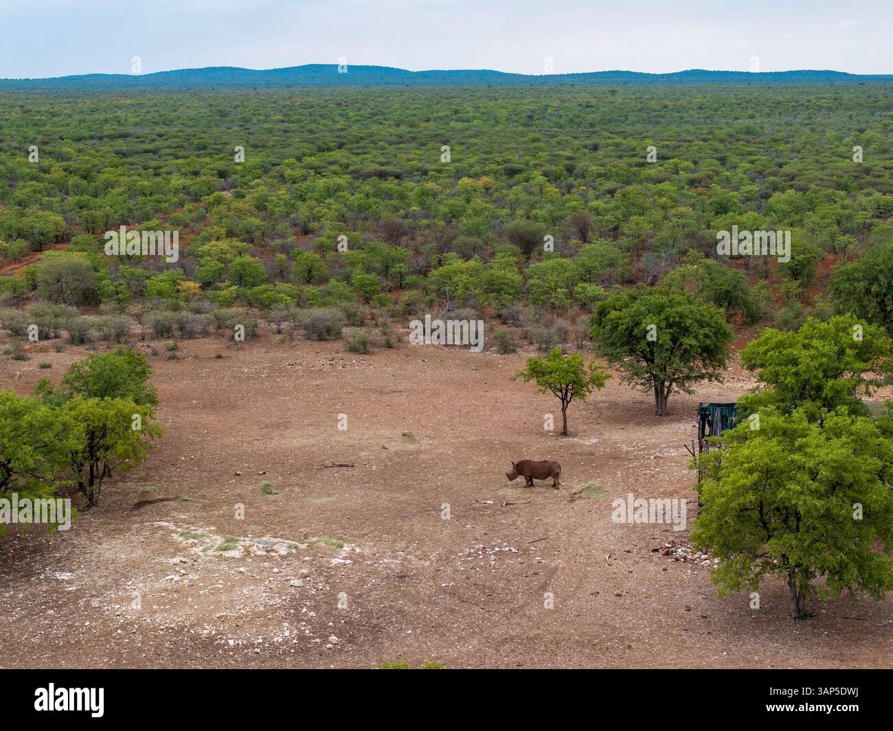 Aerial view of vast savannah with rhinos and trees in tranquil ...