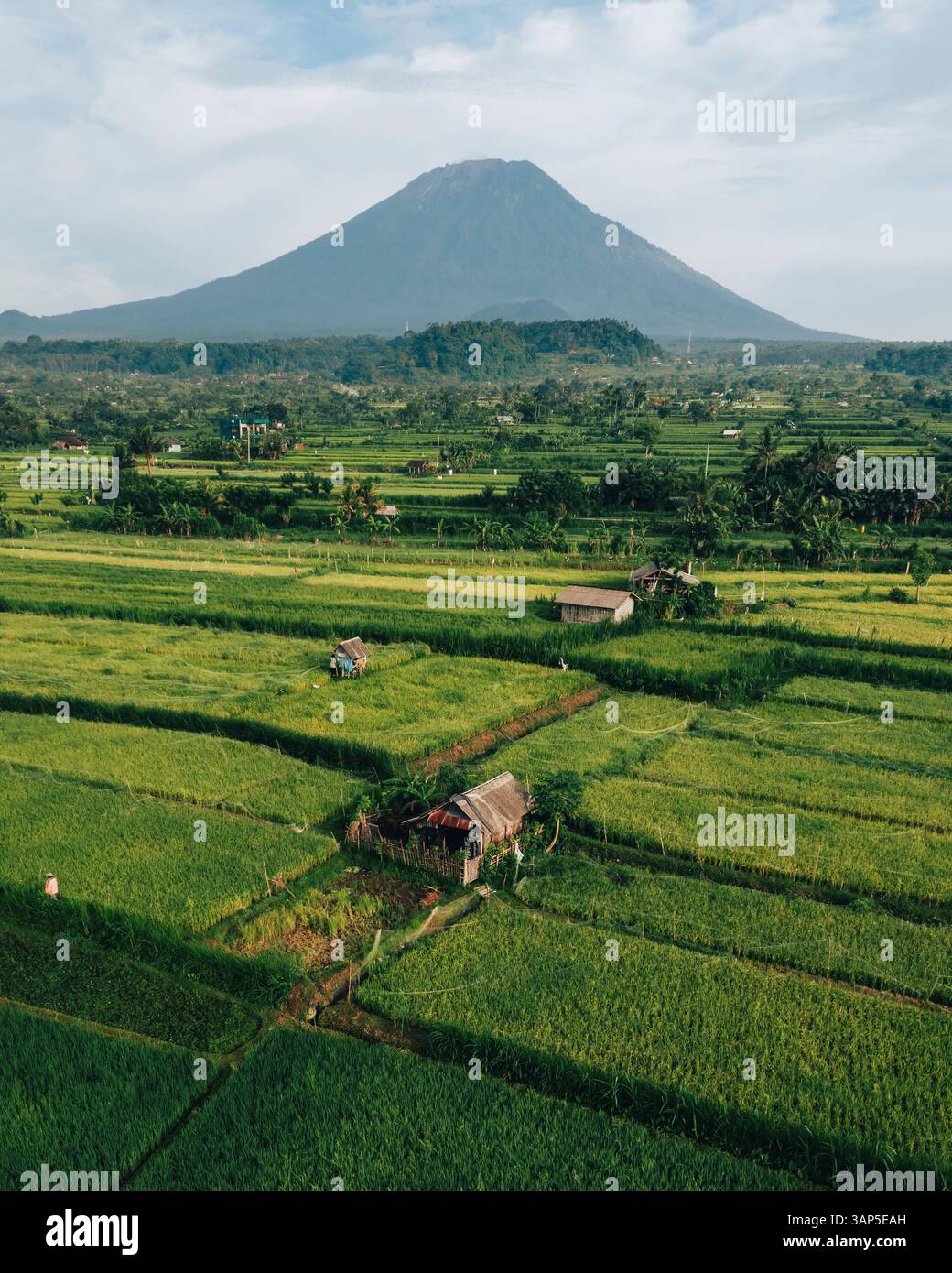 Aerial view of rice terrace plantation in Karangasem, Bali, Indonesia ...