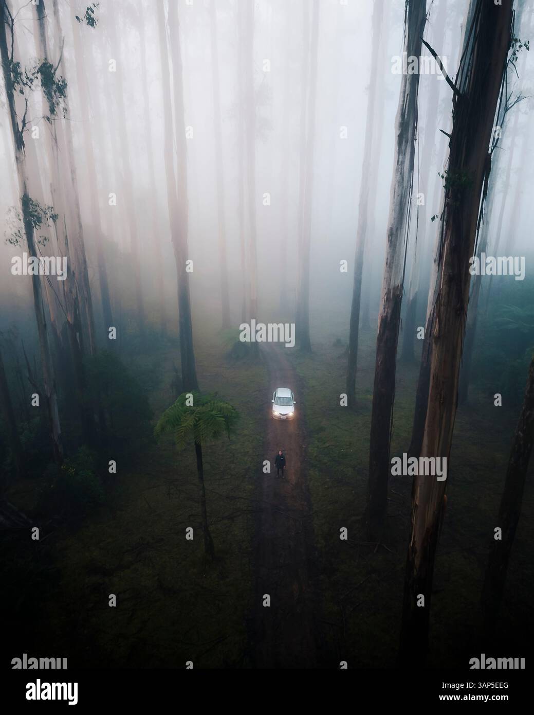 Aerial drone view of a male person standing in the forest in Dandenong ...