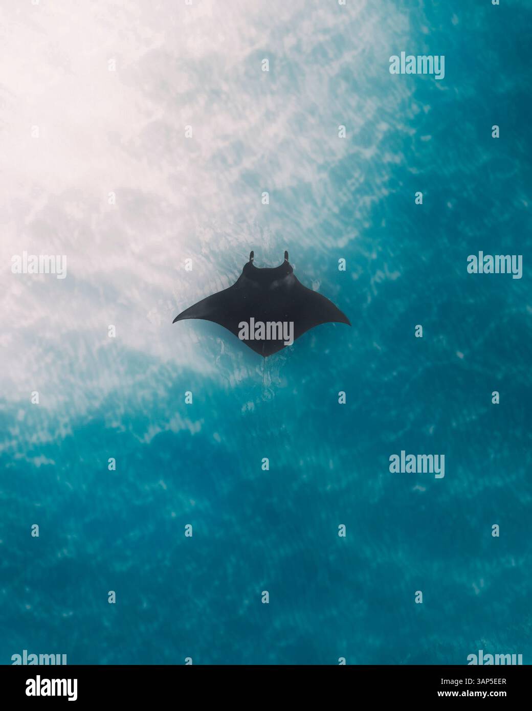 Aerial drone view of the a Manta Ray swimming in Farm Beach, Eyre ...