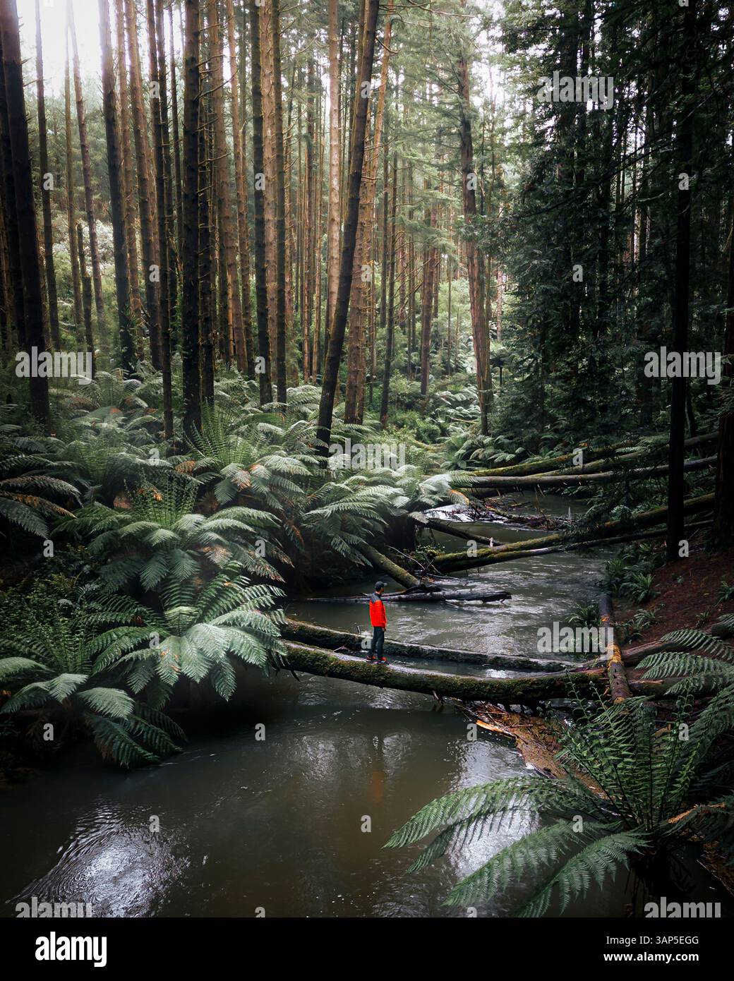 Aerial drone view of the victorian forest and waterfall in the Great ...