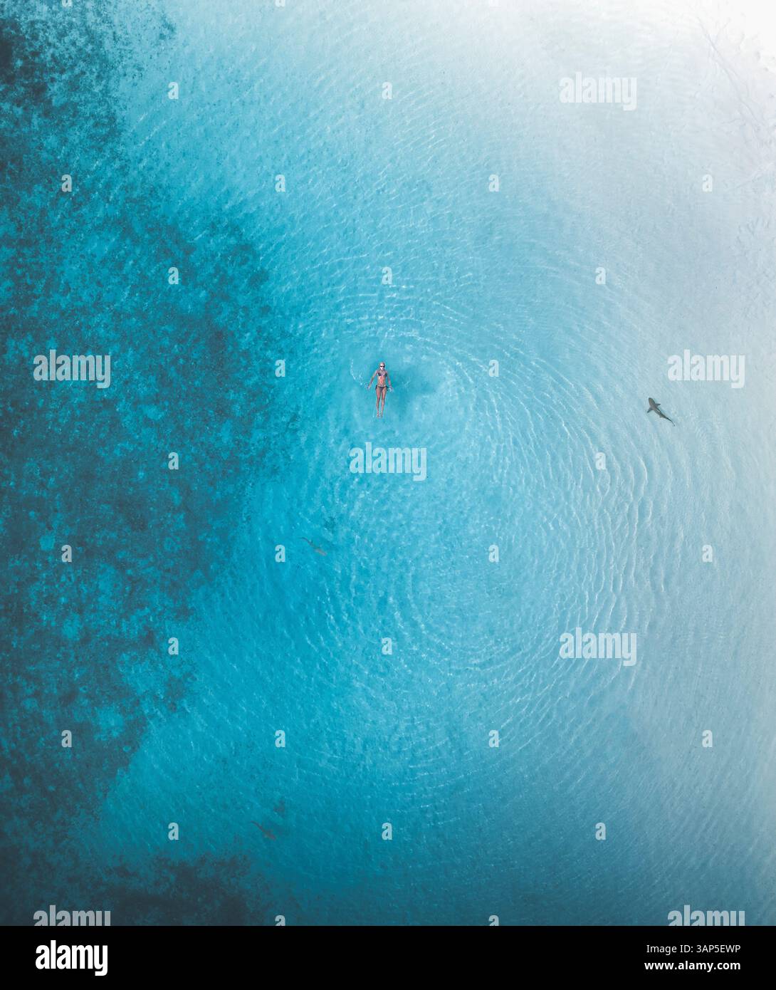 Aerial view of a person swimming in the ocean together with a couple of ...