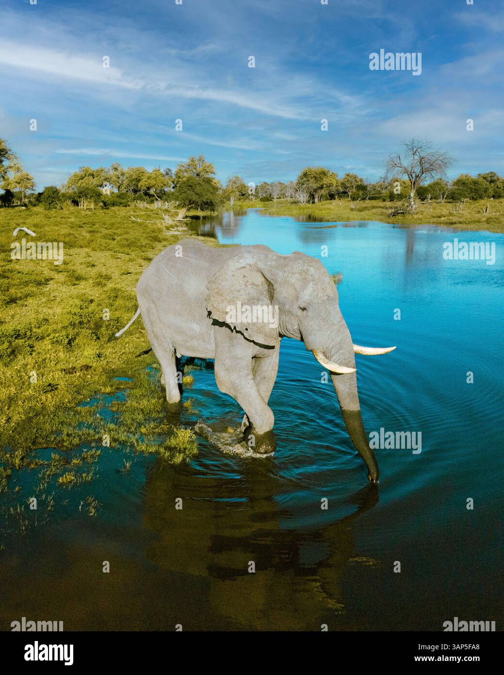 Aerial view of an elephant in a pond at Mababe Zokotsama state park, North-West, Botswana Stock ...
