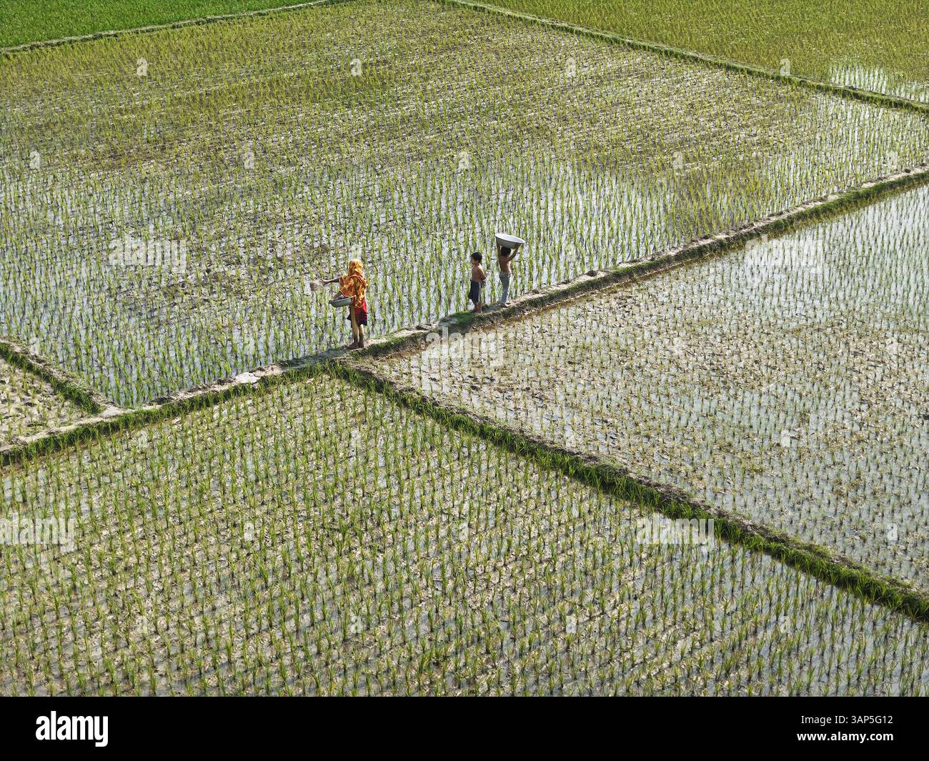 Dhaka, Bangladesch - 16 February 2025: Aerial view of a tranquil rice ...