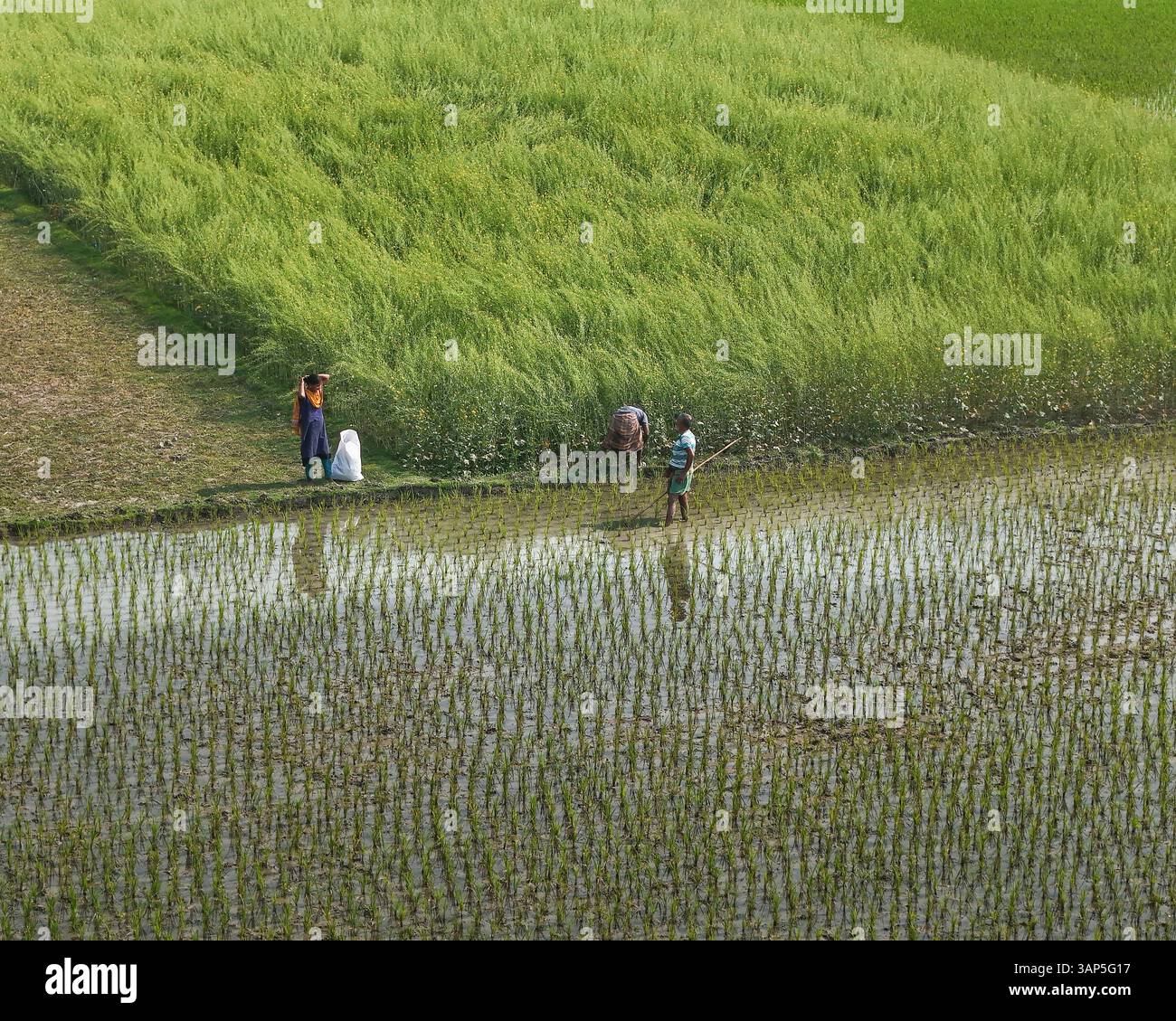 Dhaka, Bangladesch - 16 February 2025: Aerial view of a beautiful rice ...