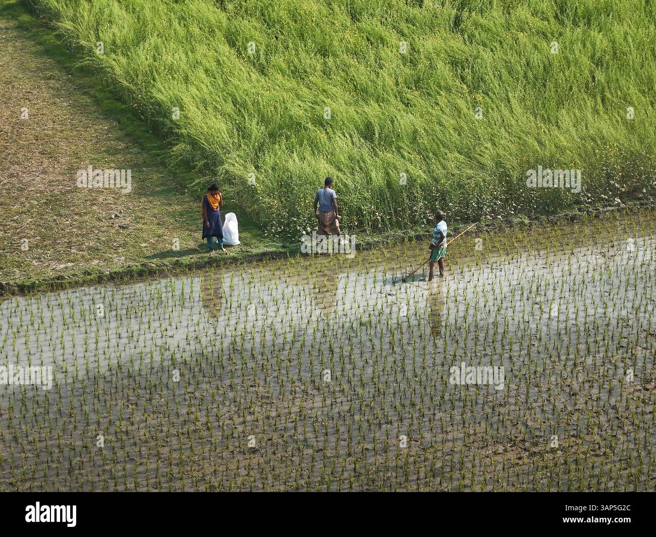Dhaka, Bangladesch - 16 February 2025: Aerial view of a vibrant rice ...