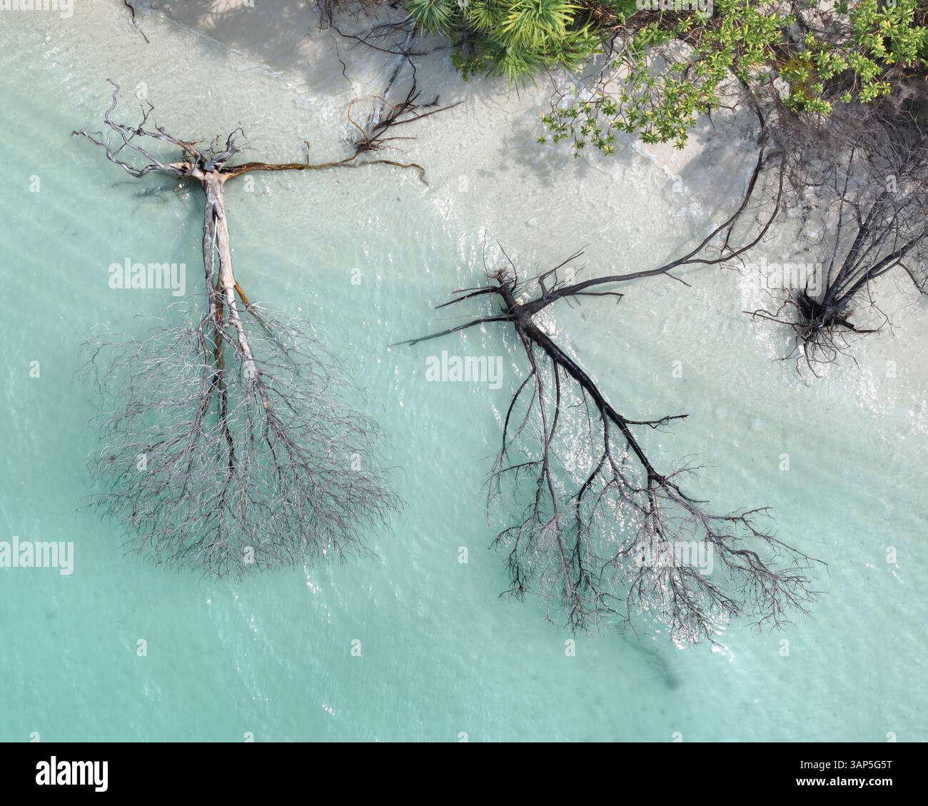 Aerial view of fallen trees along a tranquil beach with turquoise water ...
