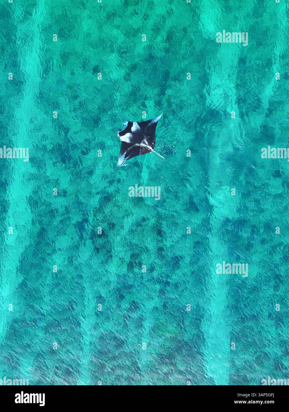 Aerial view of manta ray swimming in turquoise ocean with clear water ...
