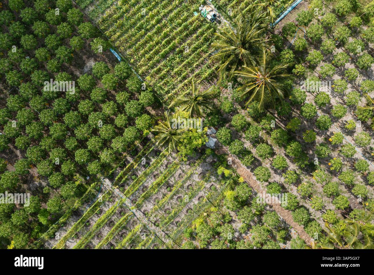 Aerial view of lush agricultural fields with papaya trees and passion ...