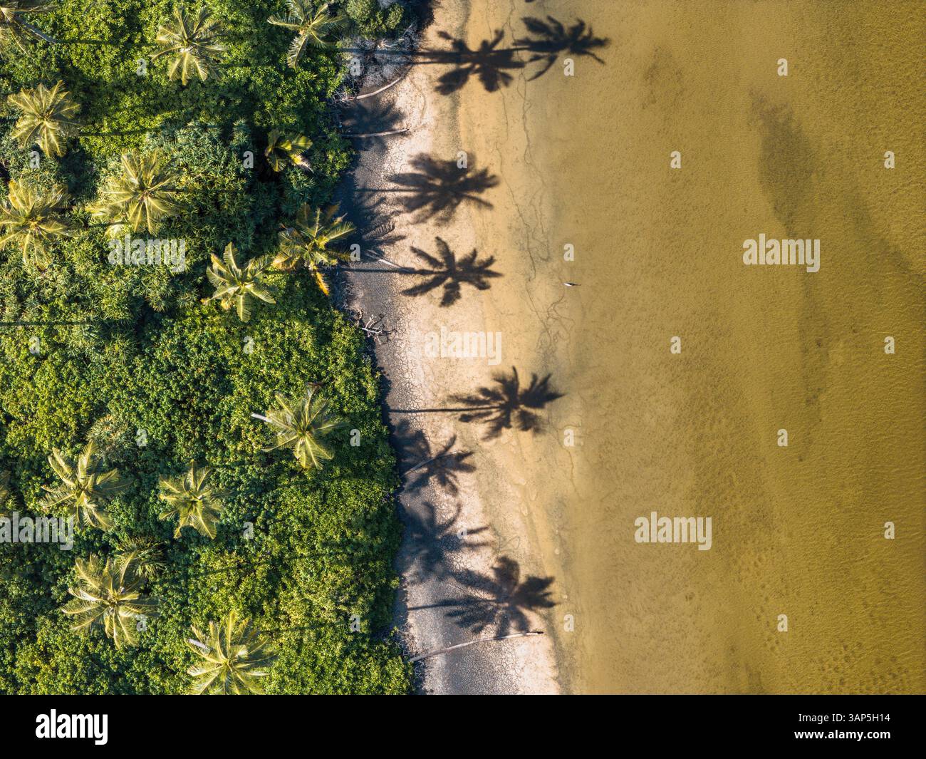 Aerial view of Addu Nature Park with lush palm trees and serene swamp ...