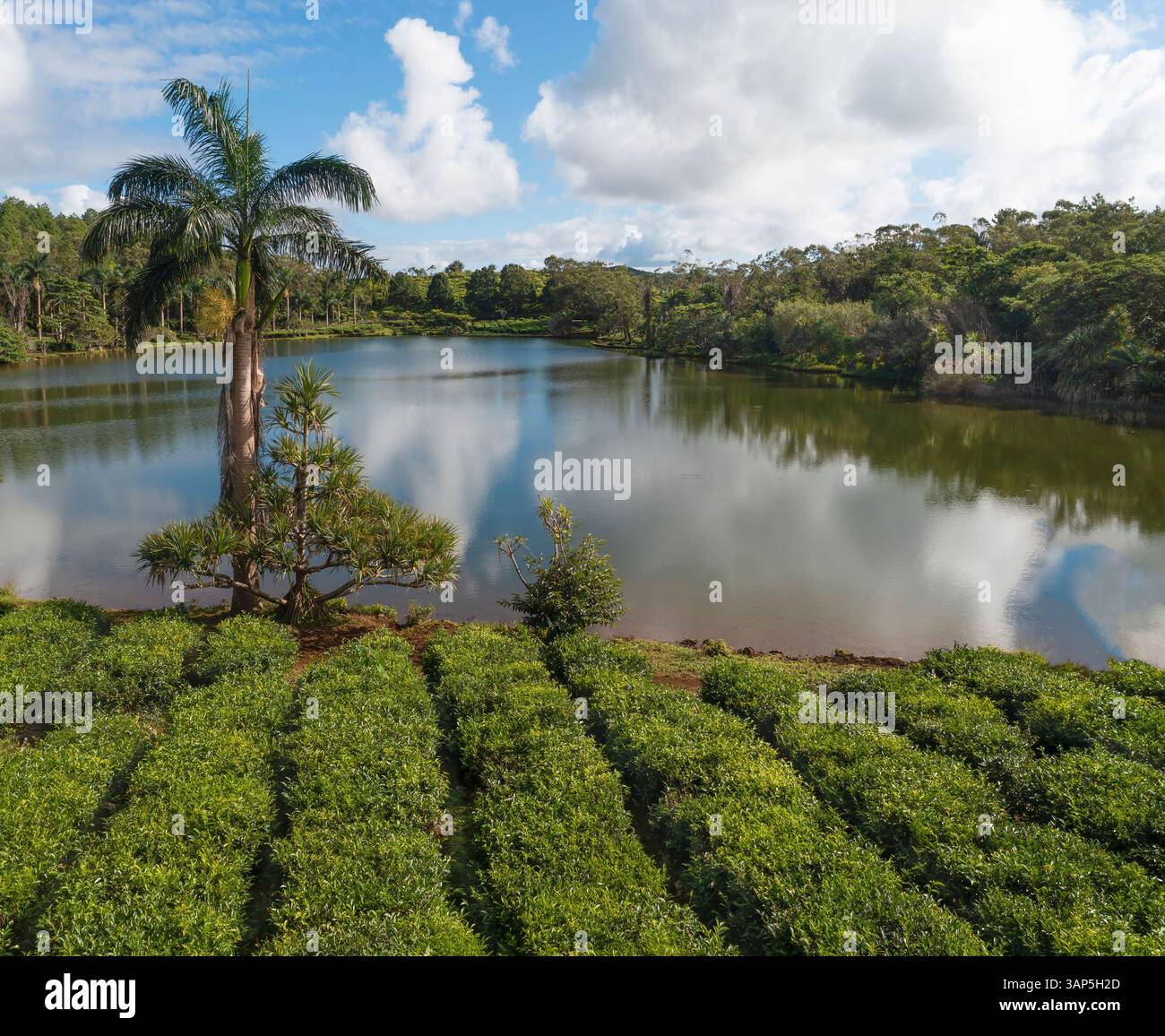 Aerial view of serene lake reflecting lush tea plantations and greenery ...
